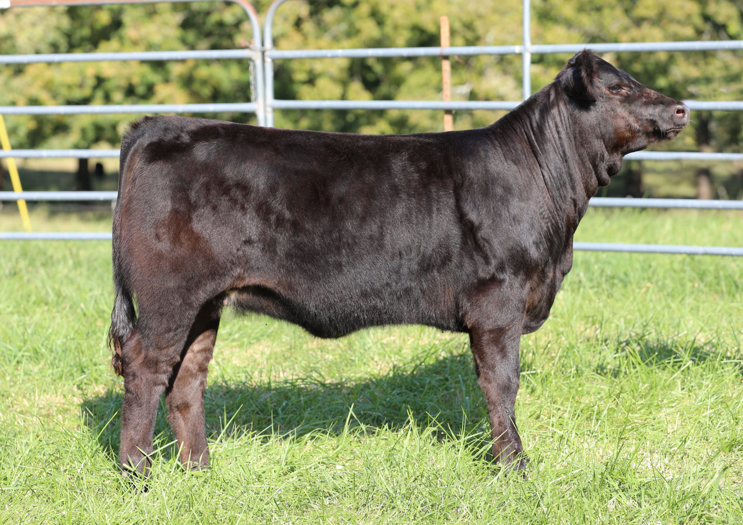 Focus On The Future Sale – Colmore Farms